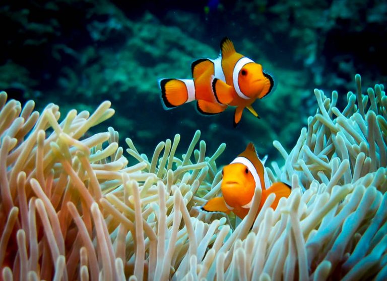 SSI Basic Diver Course - Explore the ocean with Siren Diving, Bali